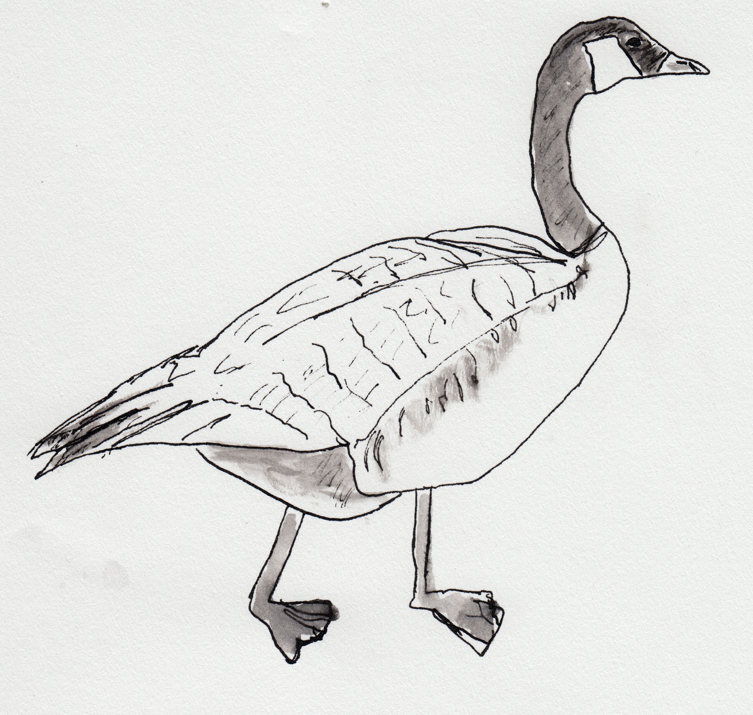 Birds on the Brain – Kate Staples